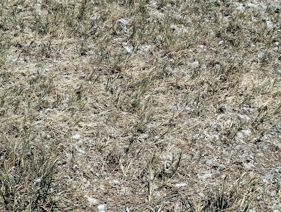 pasto seco | Bichos de Campo