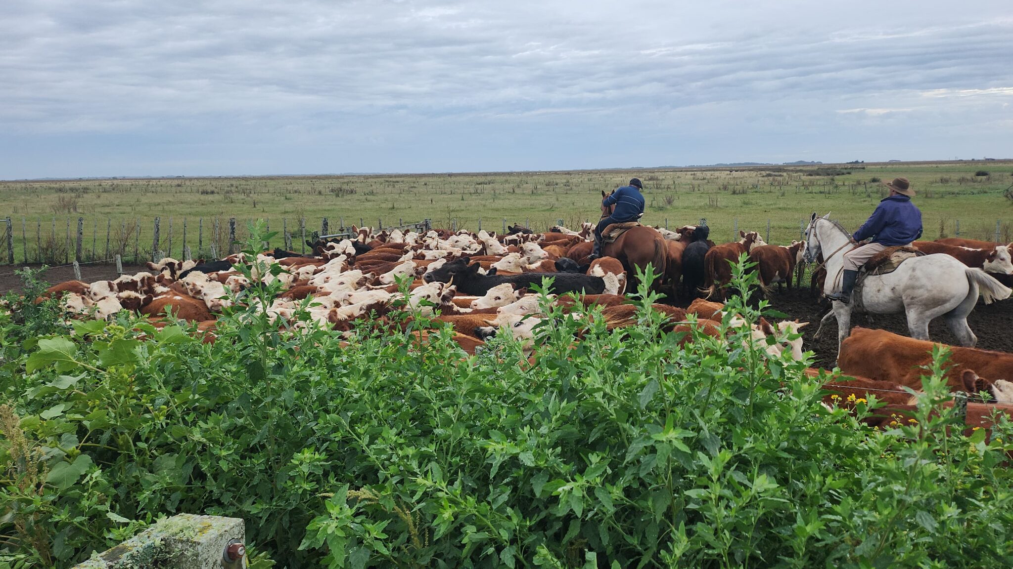 Federico Quiroga hace ganadería cuidando el ambiente: Luce satisfecho porque su frágil campo de ...