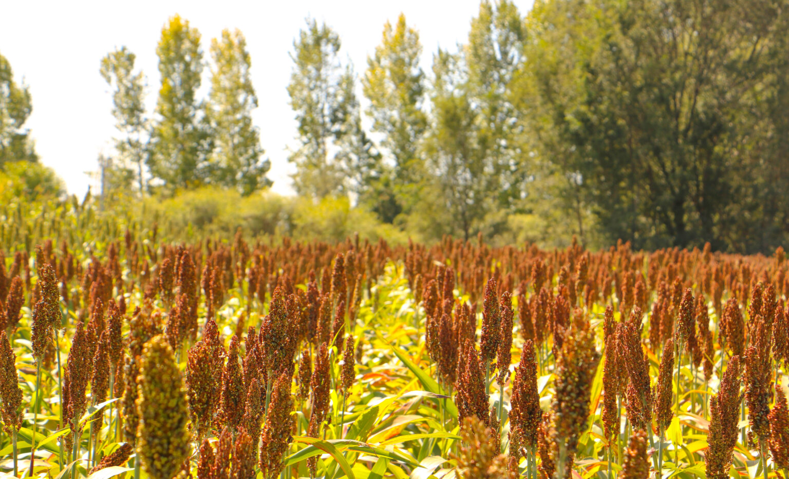 ¿Para qué sirve el INTA? Para corregir preconceptos de Sturzenegger, el INTA de Córdoba sacó a ...