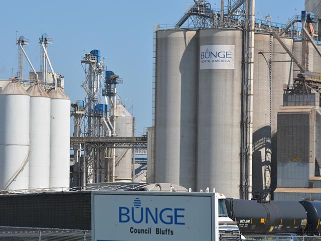bunge puerto – Bichos de Campo