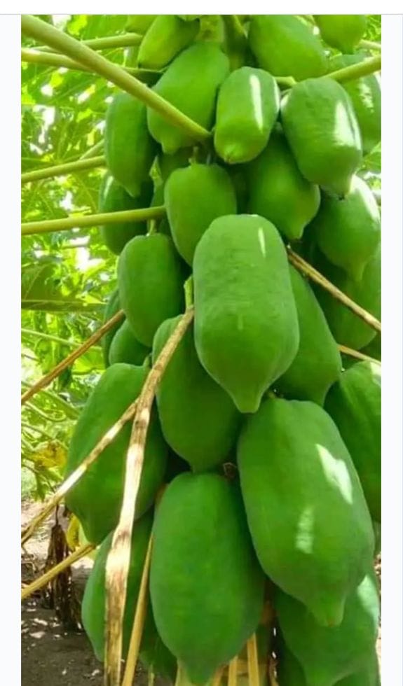 Mamones – Bichos de Campo