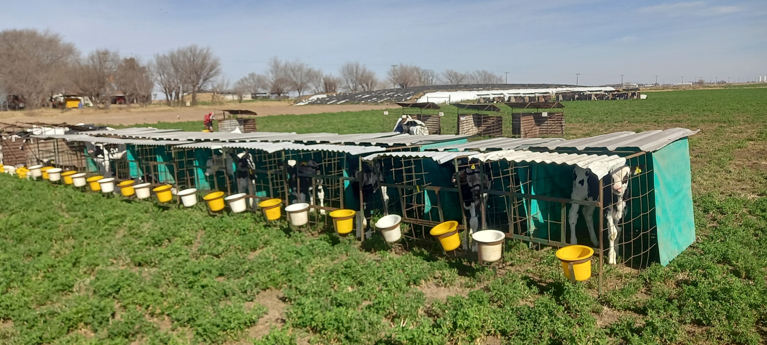 20250811_115652 | Bichos de Campo